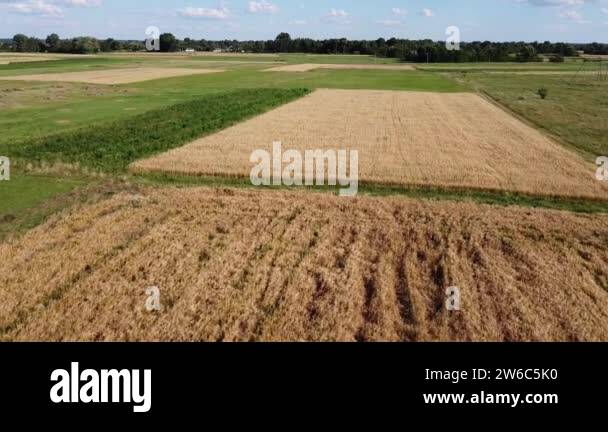 Farm land, top view. Fields of ripe barley and oats from a bird's eye ...