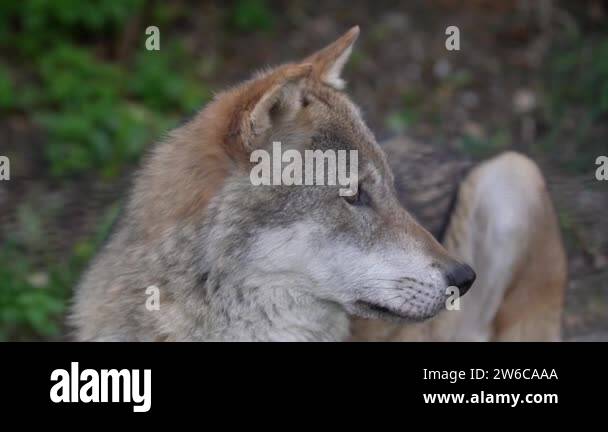 Howling wolf Stock Videos & Footage - HD and 4K Video Clips - Alamy