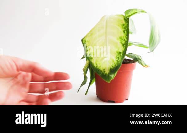 Wilted potted houseplant. A woman's hand touches a limp dieffenbachia ...