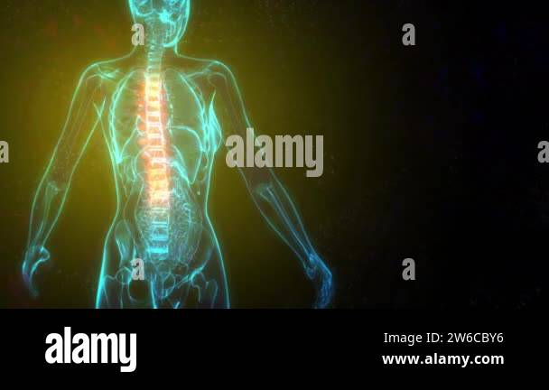 Thoracic, middle zone of backbone on xray body - human body Stock Video ...