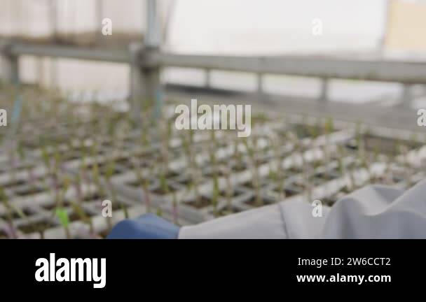 Inspect plant in nursery Stock Videos & Footage - HD and 4K Video Clips ...