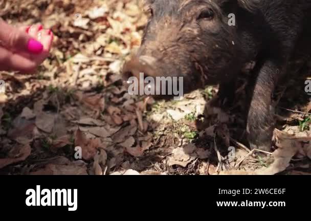 Woman in hog Stock Videos & Footage - HD and 4K Video Clips - Alamy