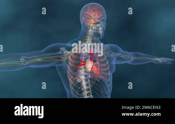 Circulatory system and heart Stock Videos & Footage - HD and 4K Video ...