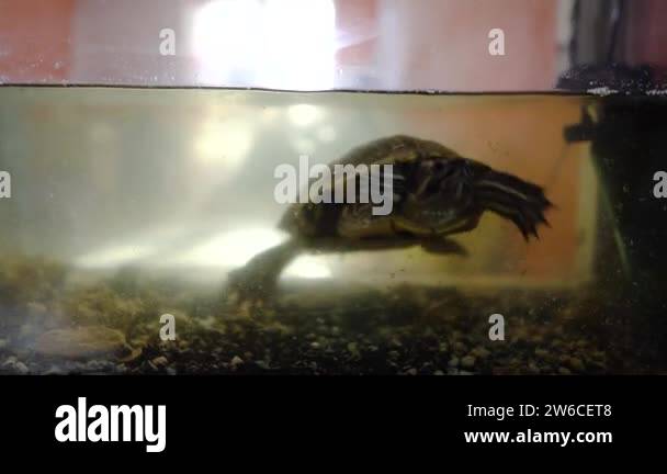 Turtle swimming in aquarium and looking into camera with curiosity ...