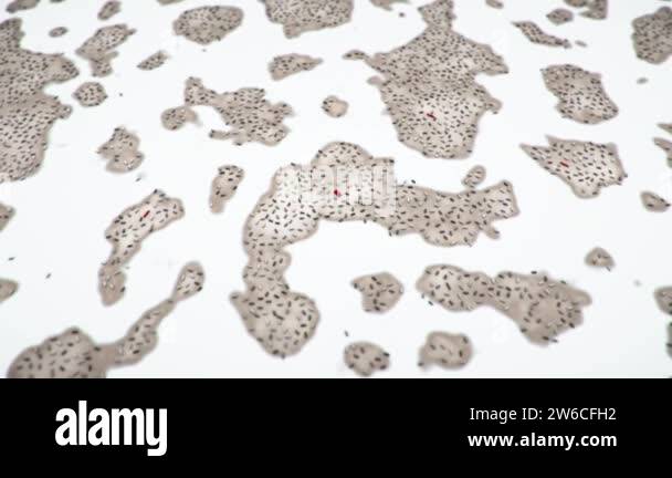Bacteria Lactobacillus in human intestine, 3D animation. Normal flora ...