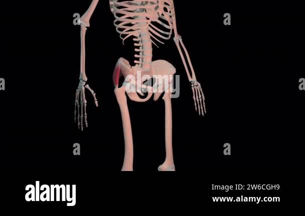 This 3d animation shows the gluteus medius muscles in full rotation ...