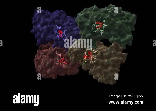 Structure of streptococcal pyrogenic exotoxin B (SpeB) tetramer with ...
