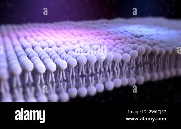 Lipid Layer, Cell Anatomy, Shell Anatomy, Animated, Lipid bilayer ...