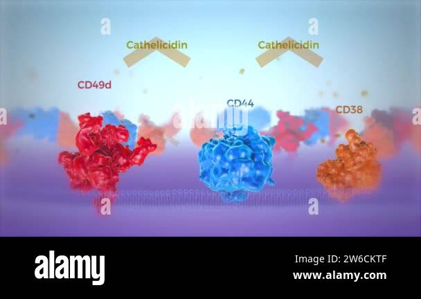 Cutaway view of human cell membrane in red and blue showing ...