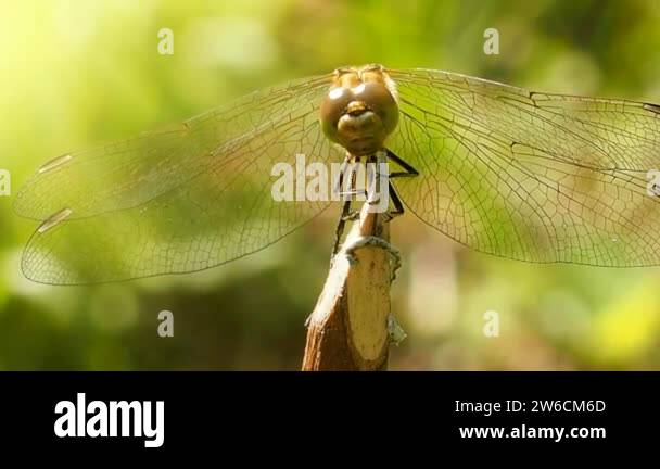 The look of the dragonfly - macro photography. Odonata - the order of ...