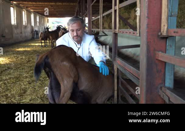 Veterinarian Examining a Goat With Stethoscope at Dairy Goat Farm ...