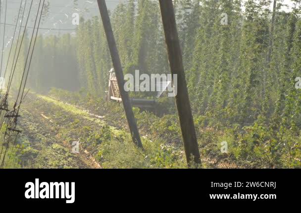 Hop harvest tractor carrying hops to harvester Stock Video Footage - Alamy