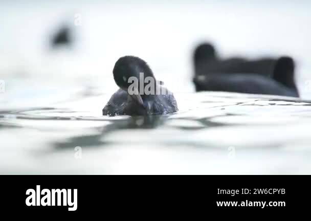 Black fluffy white forehead coot ducks swim on the water surface.Duck ...