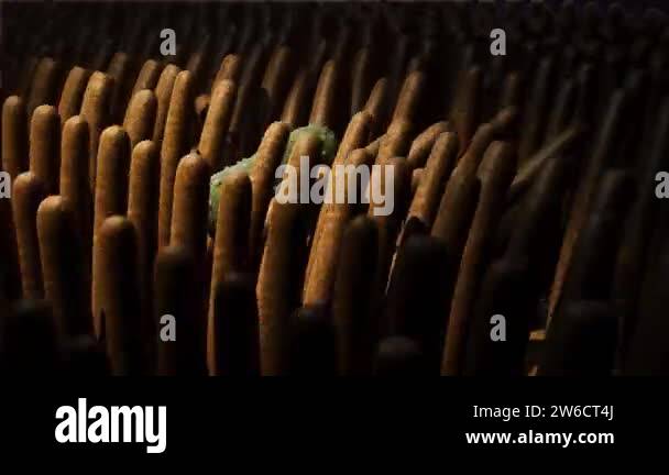 Bacteria Corynebacterium diphtheriae fight Gram-positive rod-shaped ...