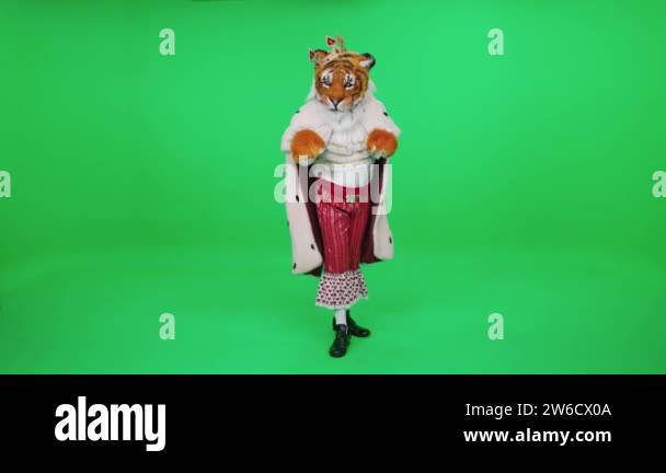 Fabulous character in slow motion, tiger moves gracefully and performs ...