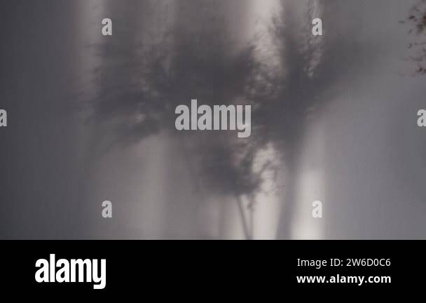 Transparent blurry shadow of Pampas grass morning sun light. for ...