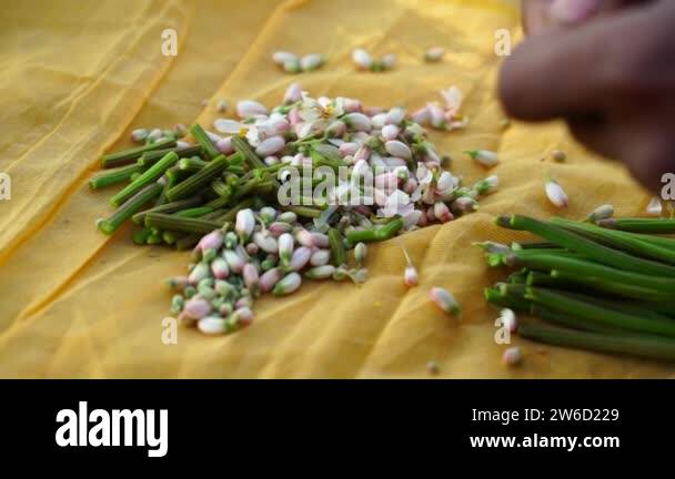 Indian food and vegetable concept. Footage of human hand plucking ...
