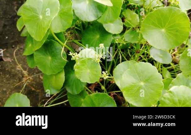 Asian coin plant in the jungle, medicinal tree, homeopathy, herbal ...