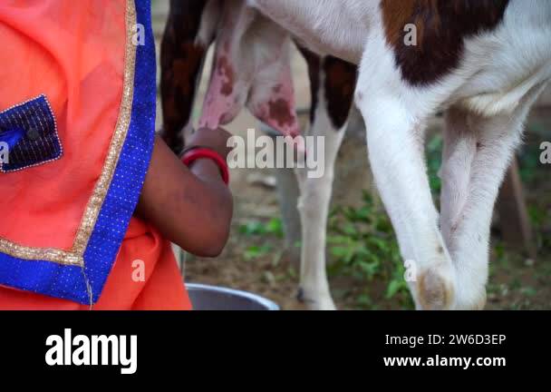Footage of White ruminant goat animals. Young Indian female collecting ...