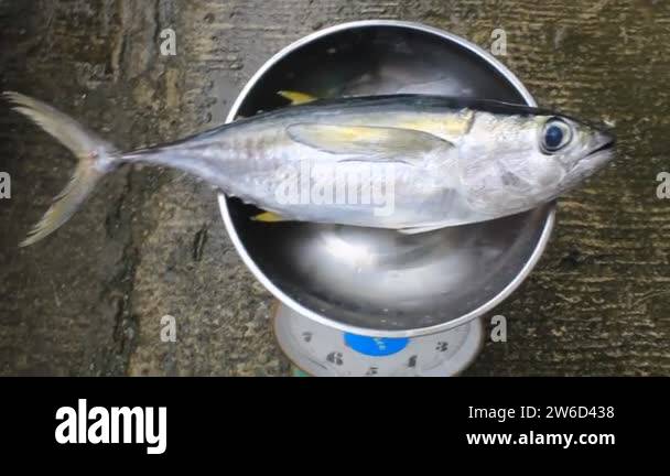 Tuna yellow Stock Videos & Footage - HD and 4K Video Clips - Alamy
