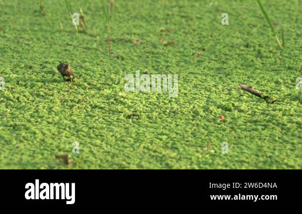 Stagnant water surface covered with dense mossy algae.Lake mere lough ...