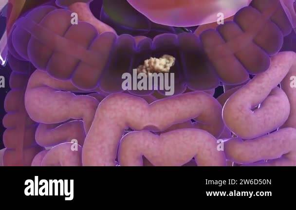 Schematic 3d animation of the course of digestion in the human ...