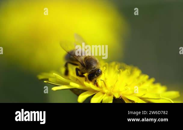 Pollen grains on insects Stock Videos & Footage - HD and 4K Video Clips ...