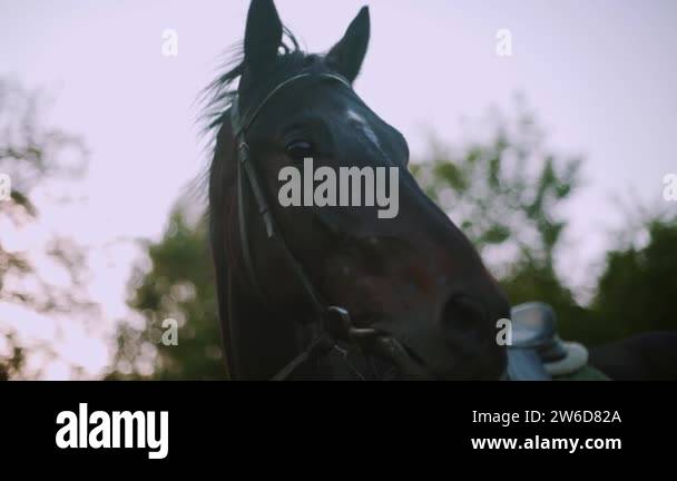 Horse version Stock Videos & Footage - HD and 4K Video Clips - Alamy