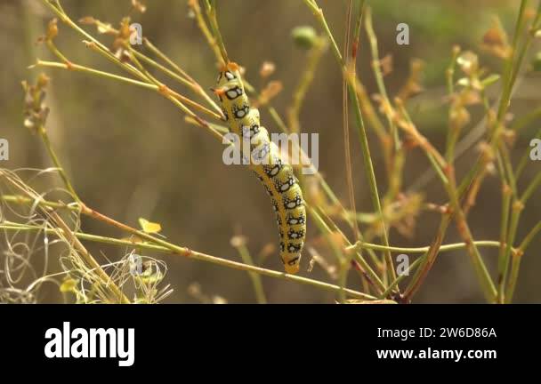 Caterpillar Swallowtail butterflies are large, colorful butterflies in ...