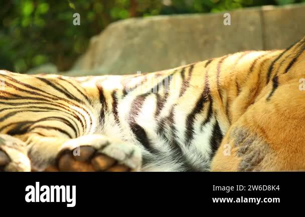 Tiger stomach Stock Videos & Footage - HD and 4K Video Clips - Alamy
