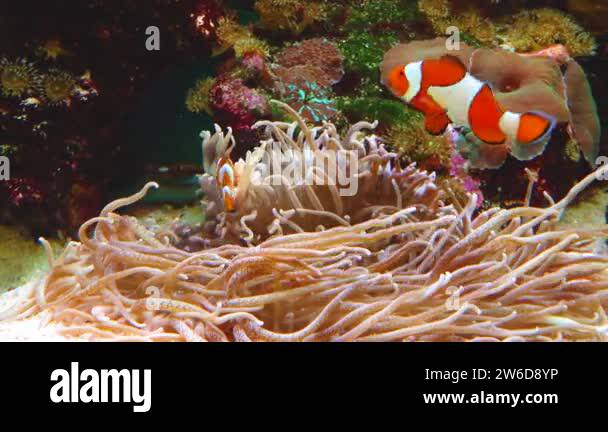 Male and female clown fish, Anemonefish (Amphiprion ocellaris) swim among the tentacles of ...