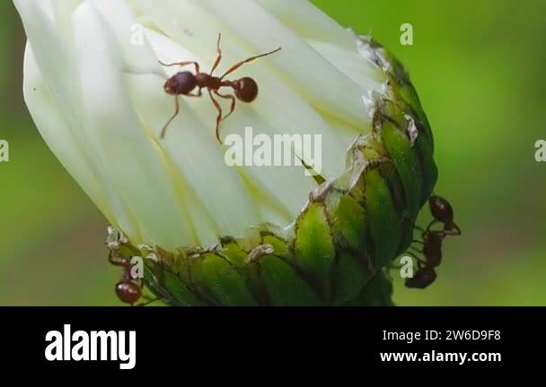 Ant farm on the stem of the flower. Insects and their family are ...