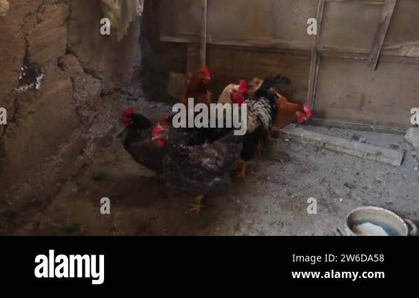 Roosters heads Stock Videos & Footage - HD and 4K Video Clips - Alamy