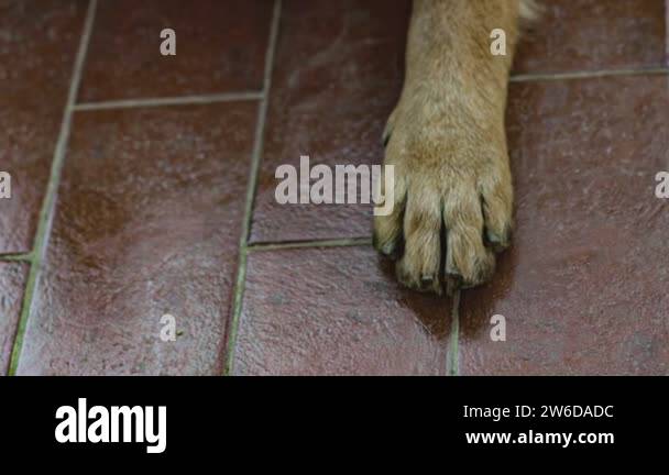 Dog paw detail Stock Videos & Footage - HD and 4K Video Clips - Alamy