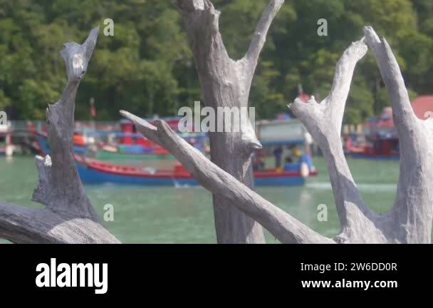 Tree trunk boat Stock Videos & Footage - HD and 4K Video Clips - Alamy