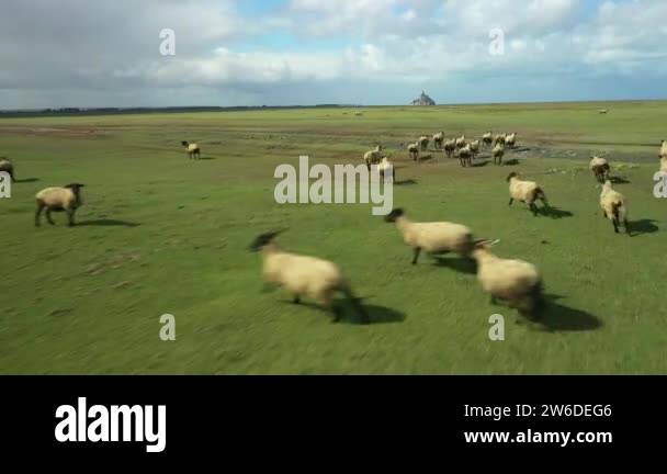 Mont saint michel sheep Stock Videos & Footage - HD and 4K Video Clips ...