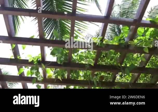 Creeping elegance Stock Videos & Footage - HD and 4K Video Clips - Alamy