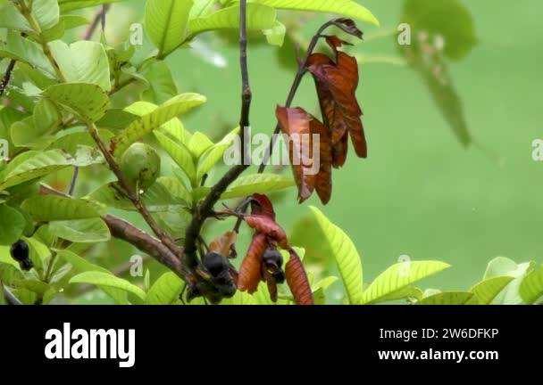 Guava leaf surface texture Stock Videos & Footage - HD and 4K Video ...