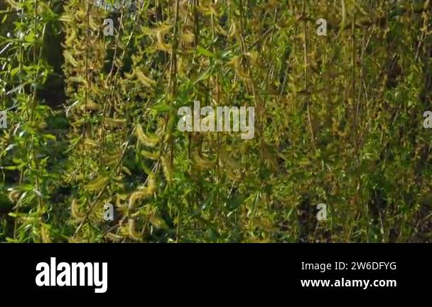 Weeping willow tree in the public park. Cascading long branches of a ...
