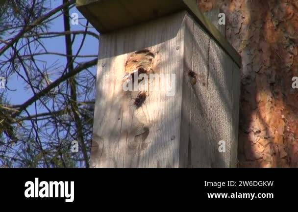 Hornet nest bird Stock Videos & Footage - HD and 4K Video Clips - Alamy