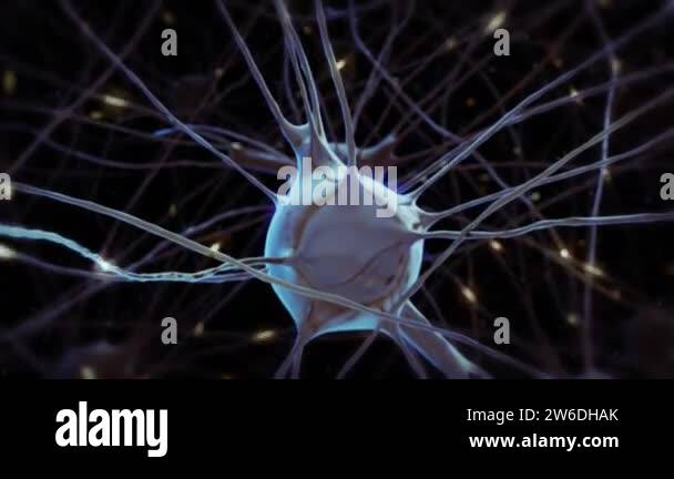 3d flying through the human nervous system with pulsing nerve cells and ...