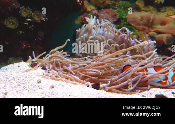 Male and female clown fish, Anemonefish (Amphiprion ocellaris) swim ...