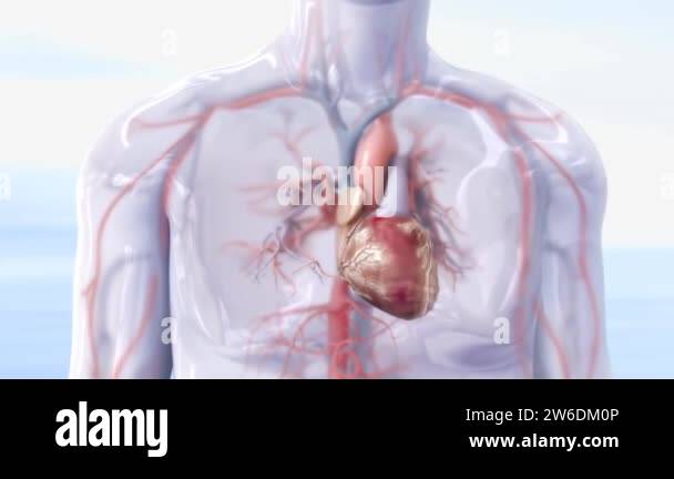 3d rendering human circulatory system Stock Videos & Footage - HD and ...
