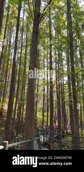 Temperate forest broadleaf Stock Videos & Footage - HD and 4K Video ...