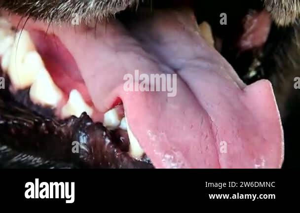 Jaw open tongue teeth Stock Videos & Footage - HD and 4K Video Clips ...