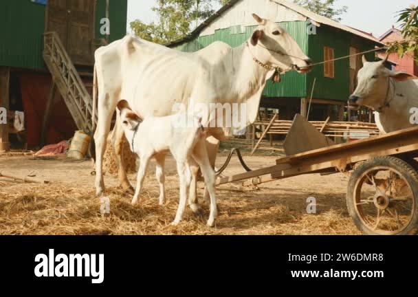 Skinny white cows tied up with rope in a farmyard and calf sucking up ...