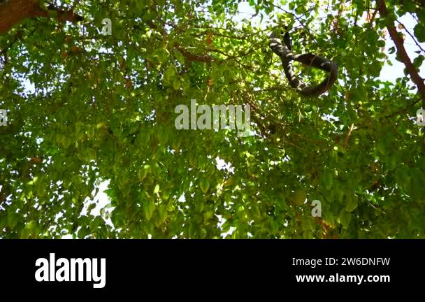 4k Below footage of Aegle Marmelos or Bael tree with green leaves ...