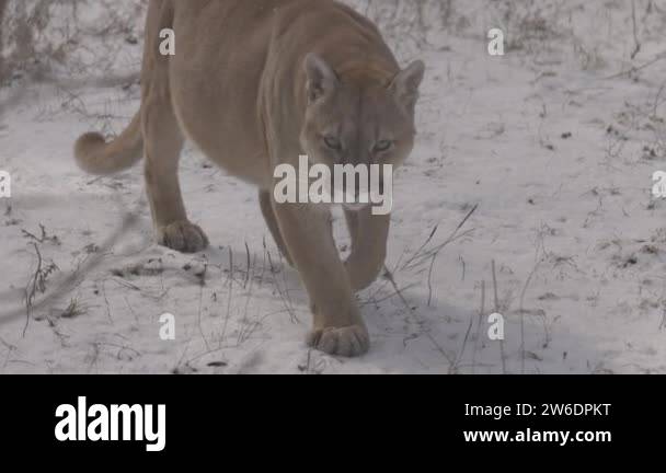 Puma in the woods Stock Videos & Footage - HD and 4K Video Clips - Alamy