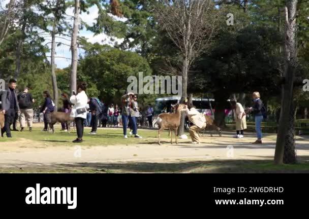 Nara, Japan-15 April, 2019: Cute sika deers live freely in a Japanese ...