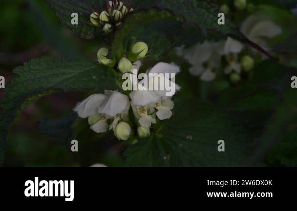 Deaf nettle flower medicinal plant Stock Videos & Footage - HD and 4K ...